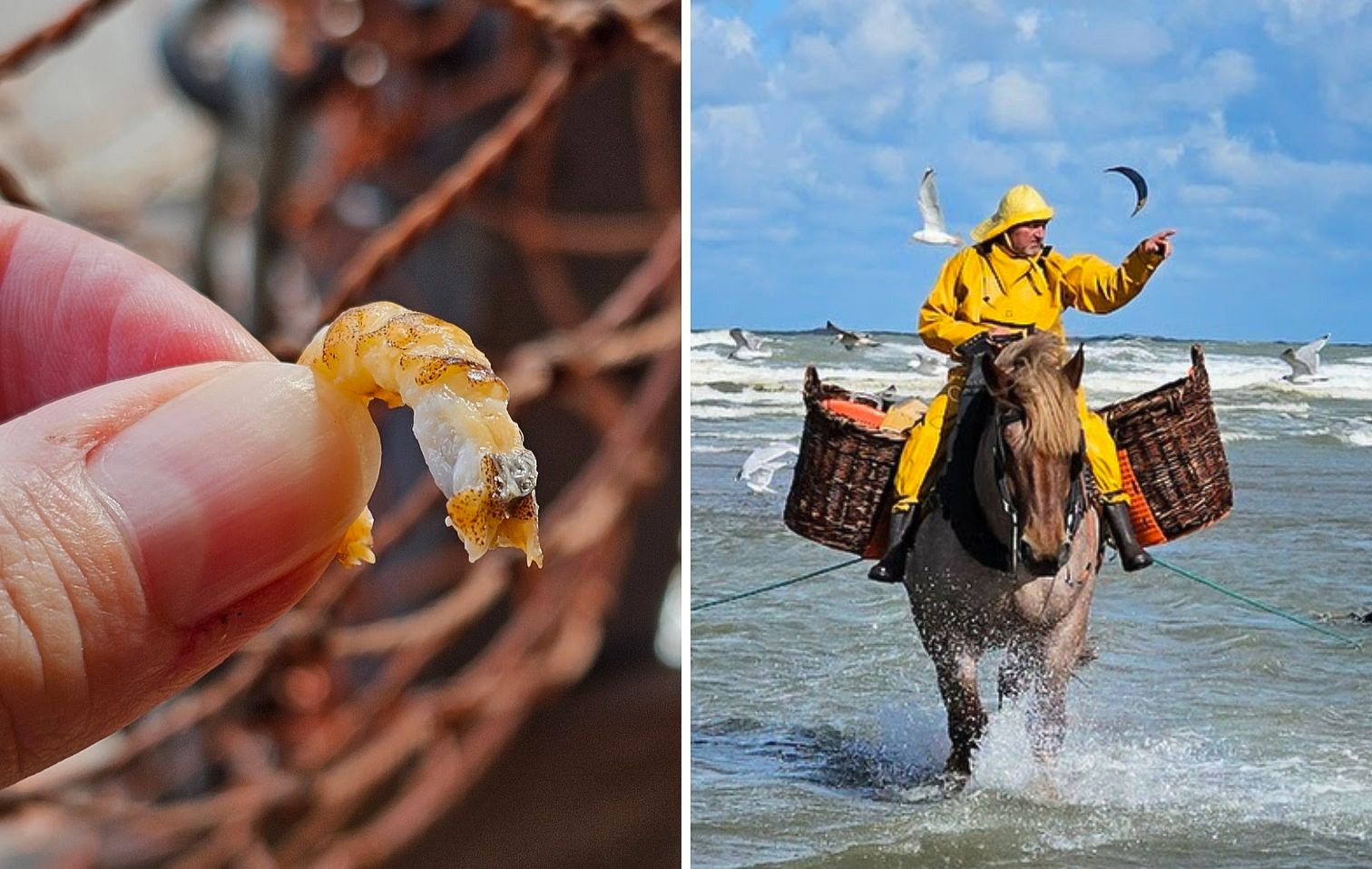 In Belgium, man fishing for shrimp on horseback like 500 years ago ...