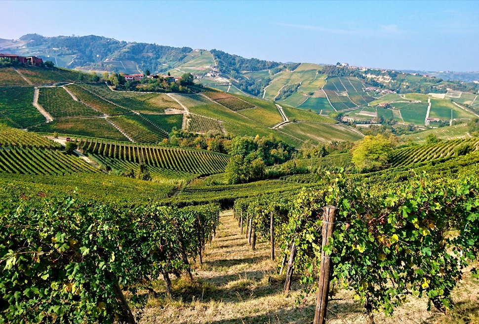 Prezzo record per i vigneti italiani: per il Barolo superati i 2 ...