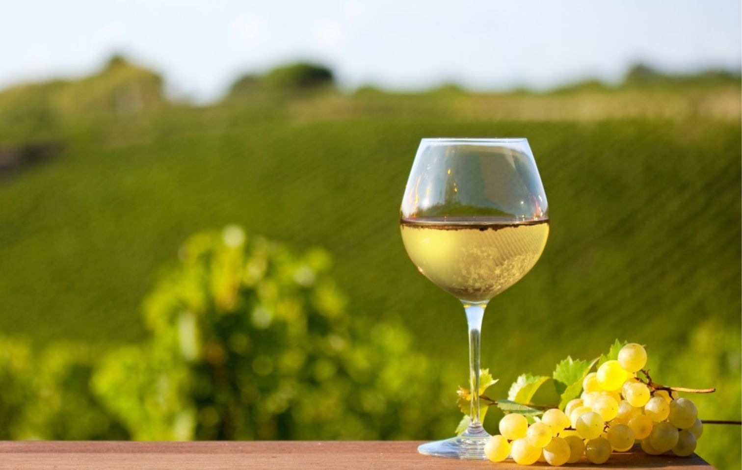 Verdicchio, il vino-icona marchigiano: ecco come sceglierlo | Wine ...